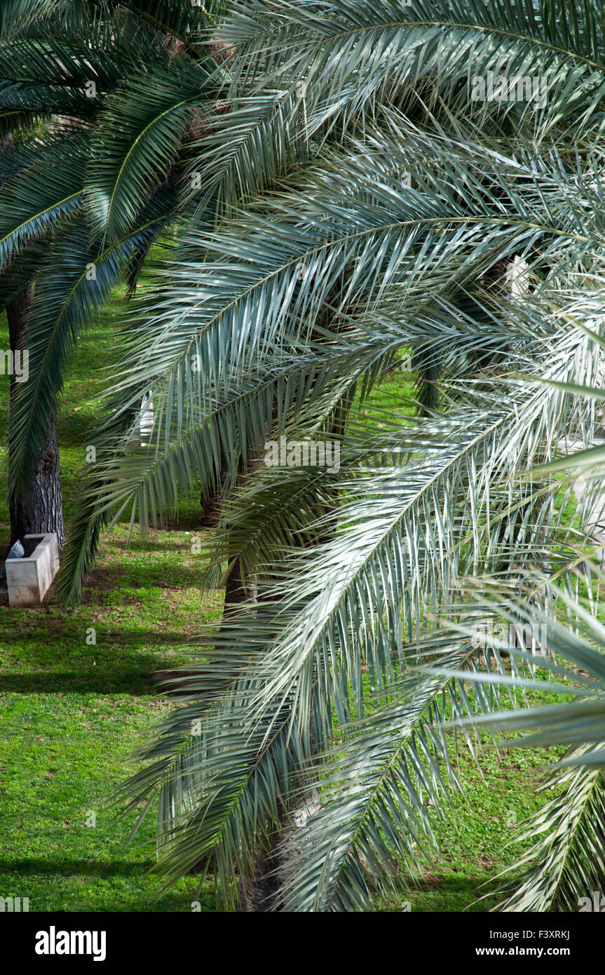 Palm Branches High Resolution Stock Photography and Images - Alamy