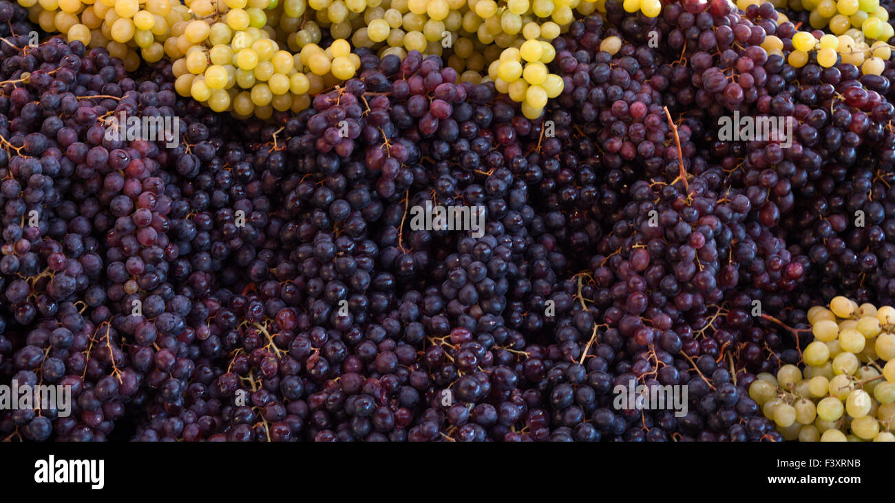 Weintrauben hi-res stock photography and images - Alamy