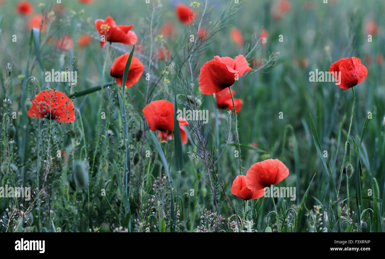Meadow in countryside bloom hi-res stock photography and images - Alamy