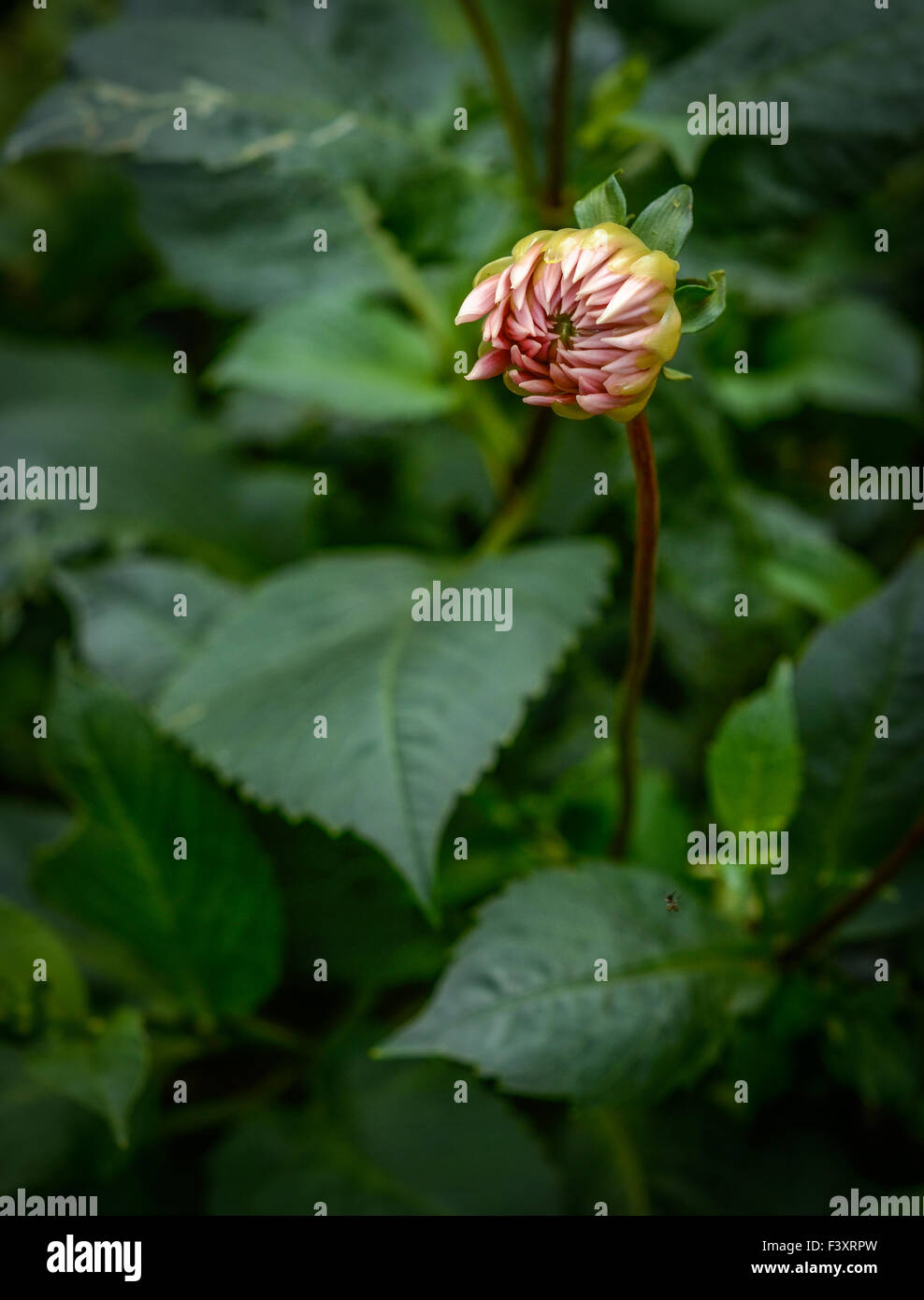 Closed Pink Flower Stock Photo - Alamy
