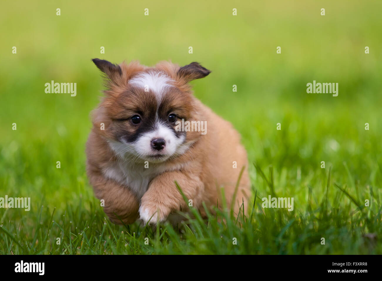 Young puppy dogs Stock Photo - Alamy