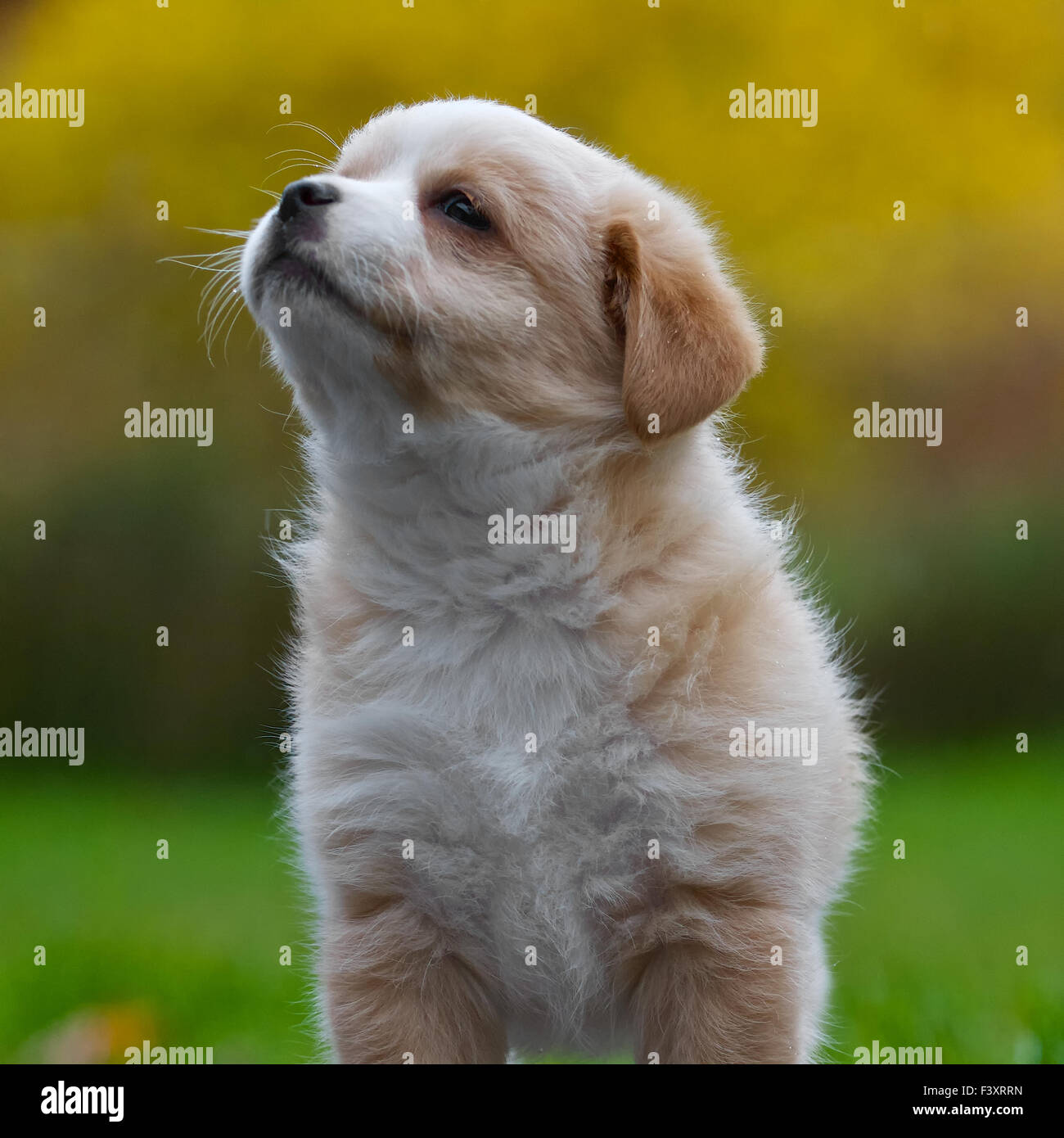Princess puppy hi-res stock photography and images - Alamy