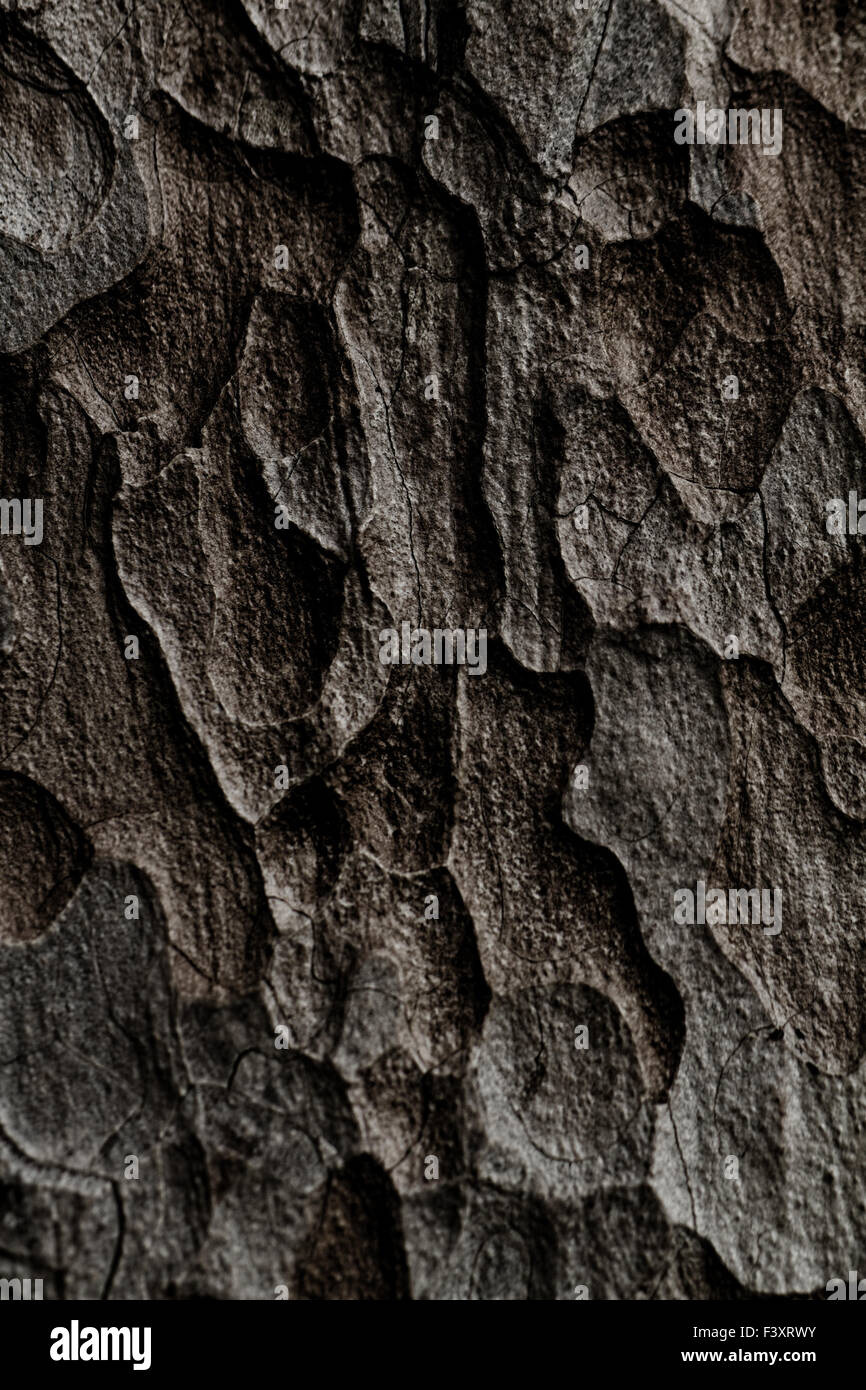 Wooden texture. Crimean pine tree Stock Photo - Alamy