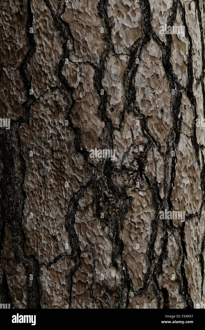 Wooden texture. Crimean pine tree Stock Photo - Alamy