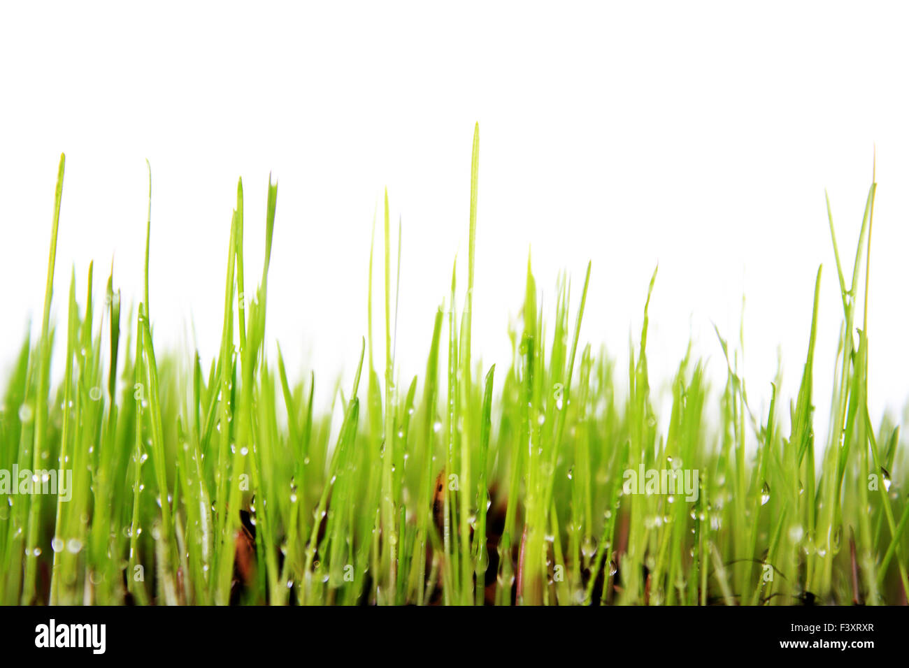 Fresh green grass Stock Photo - Alamy