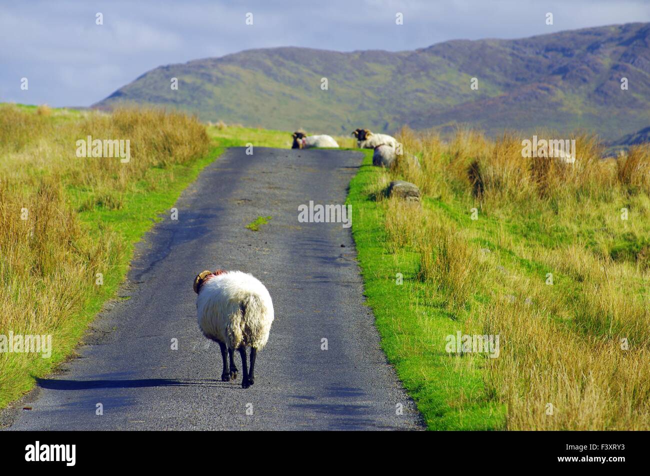 Rush hour in western ireland Stock Photo - Alamy