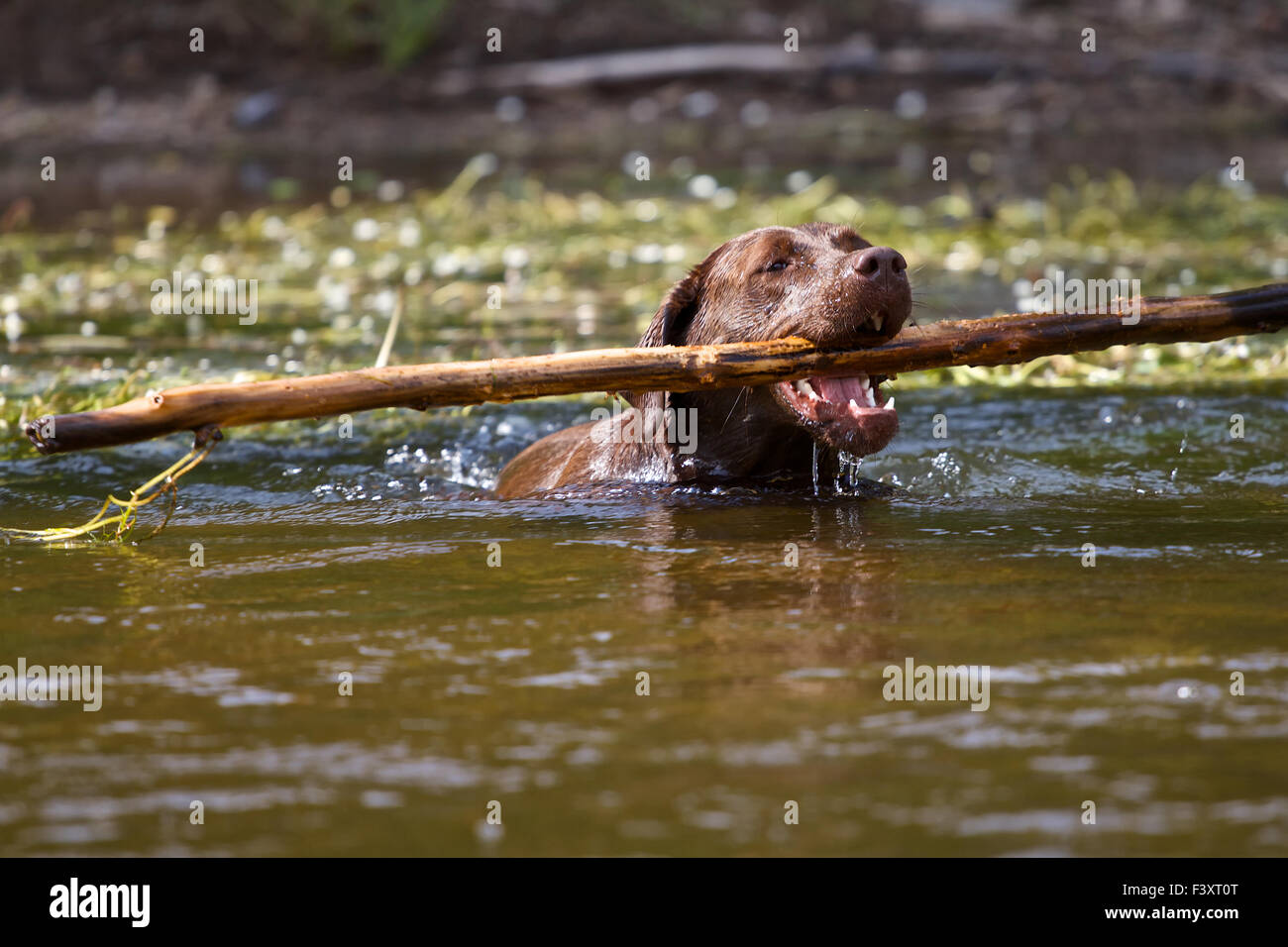 Labrador Retriever in retrieving Stock Photo - Alamy
