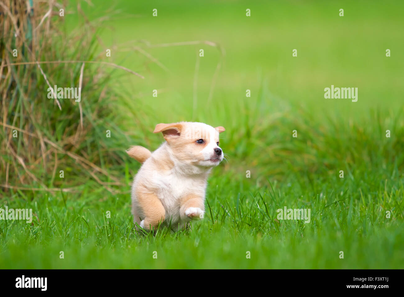 Happy puppies hi-res stock photography and images - Alamy