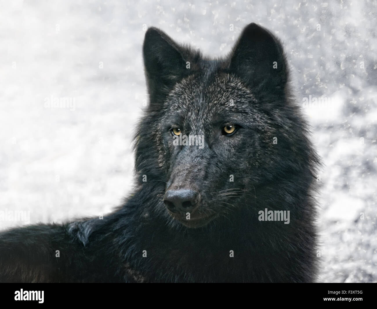 Black Wolf