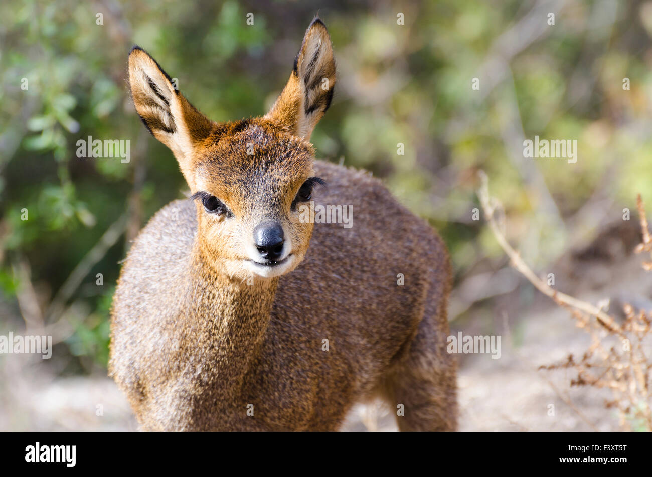 Klipspringer High Resolution Stock Photography and Images - Alamy