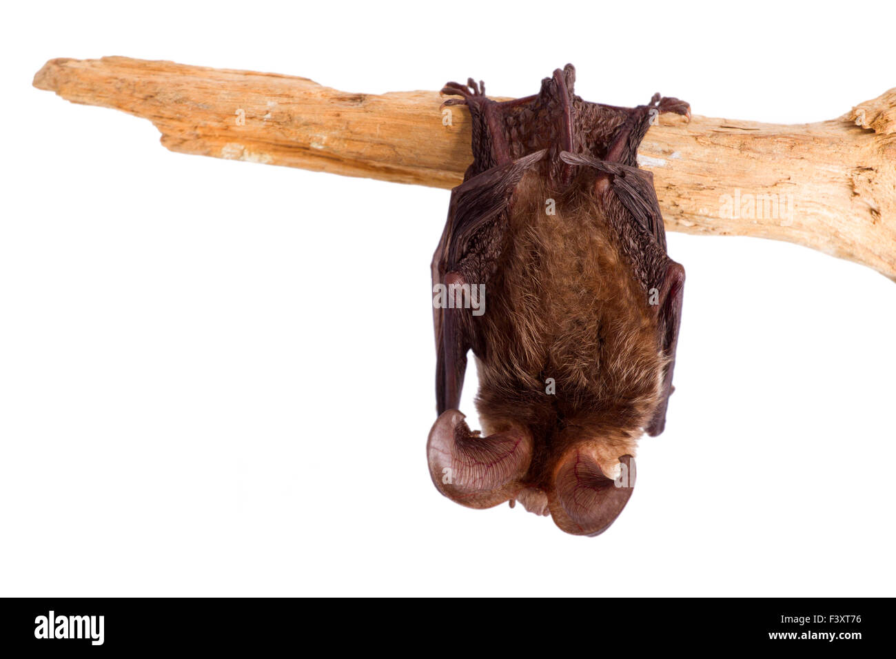 long-eared bat isolated on white Stock Photo - Alamy