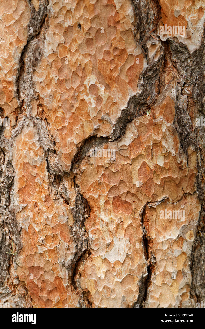 Wooden texture. Crimean pine tree Stock Photo - Alamy