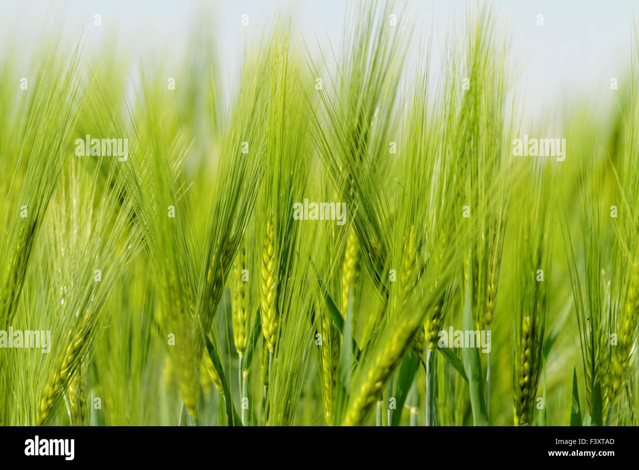 Green wheat on a grain field in spring Stock Photo - Alamy