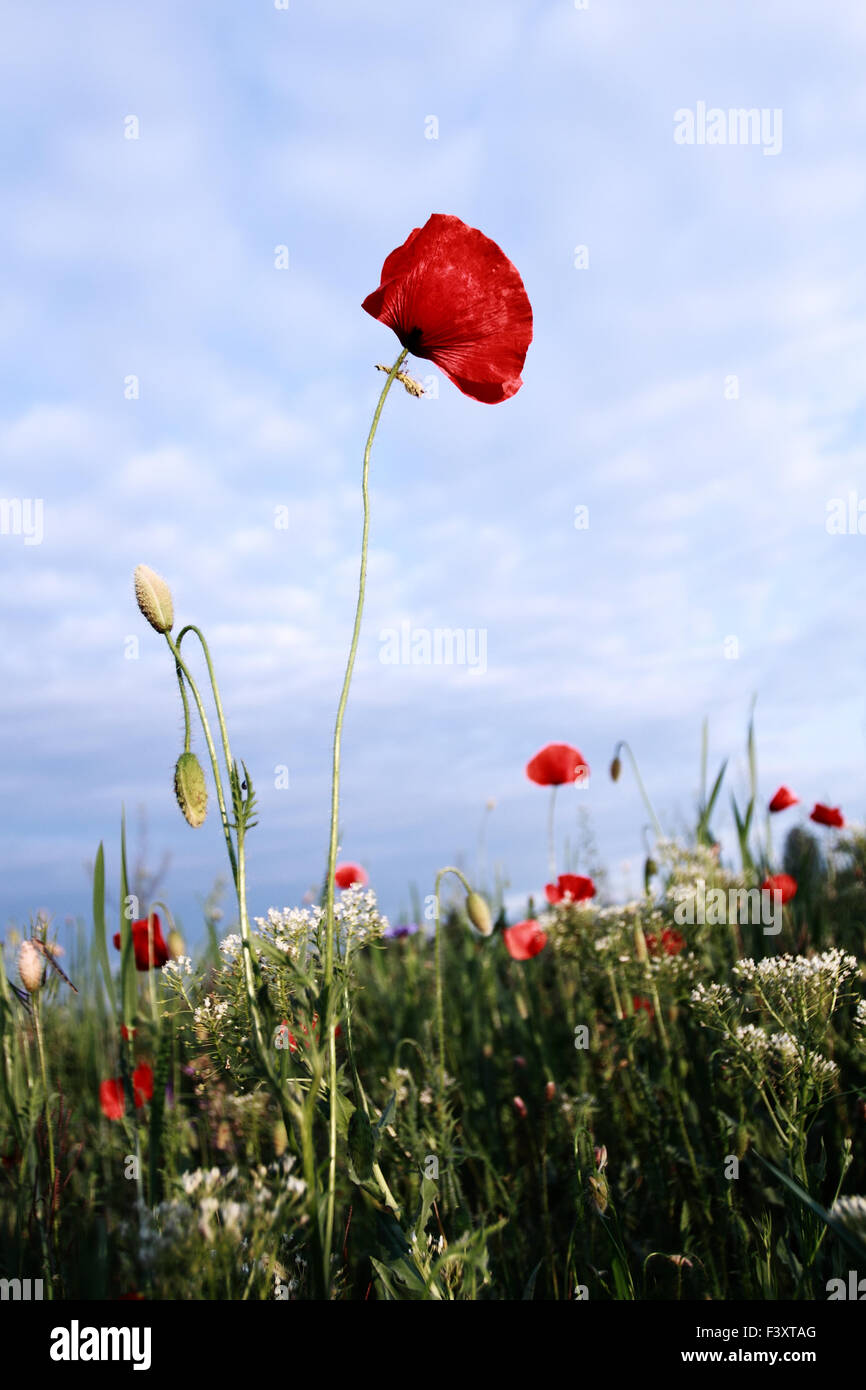 Red poppies blooming in the wild meadow Stock Photo - Alamy