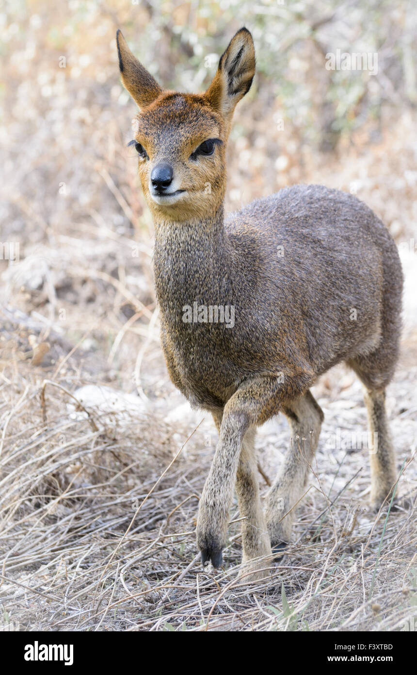 Baby Klipspringer