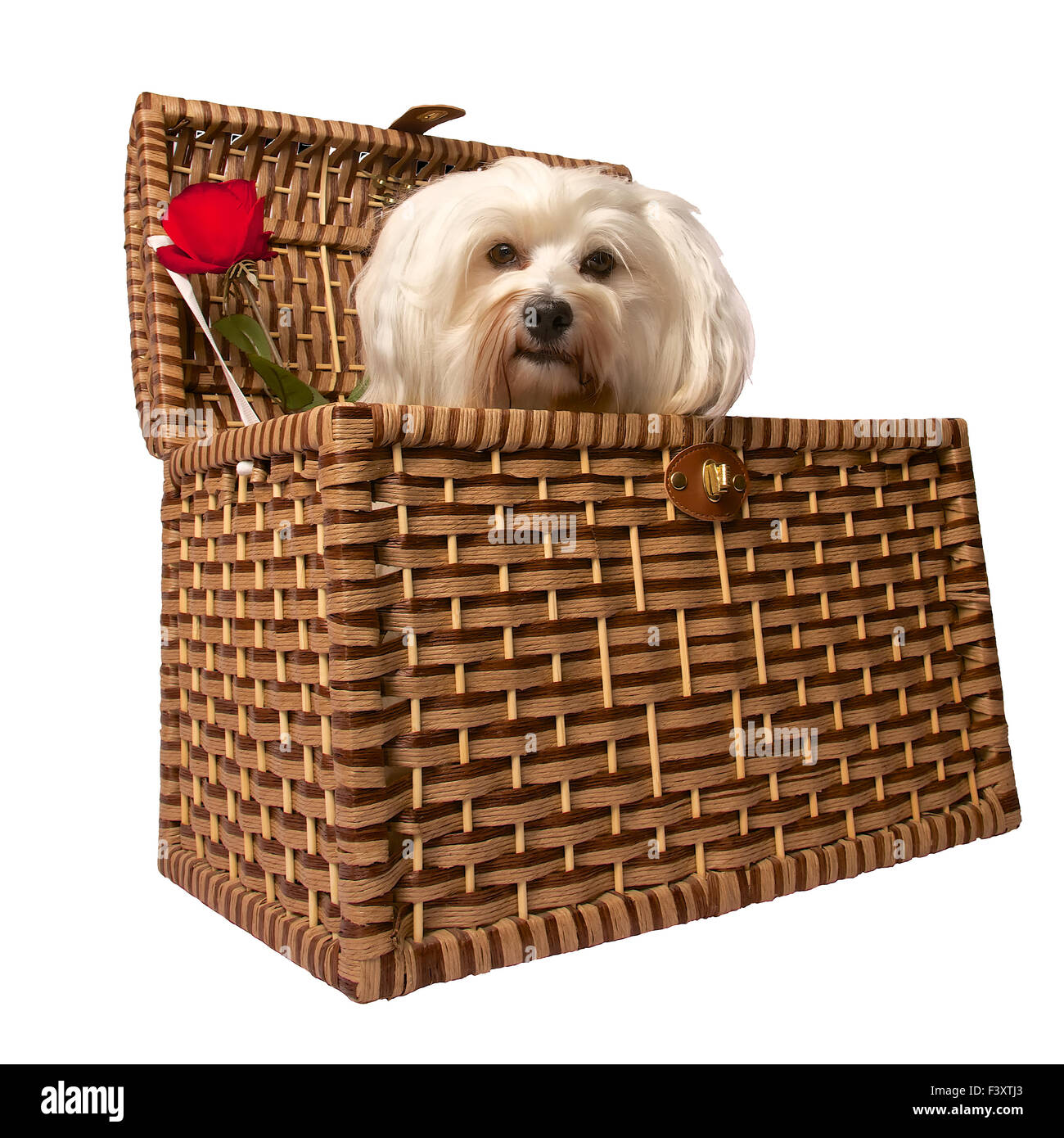 Weiss dog Cut Out Stock Images & Pictures - Alamy