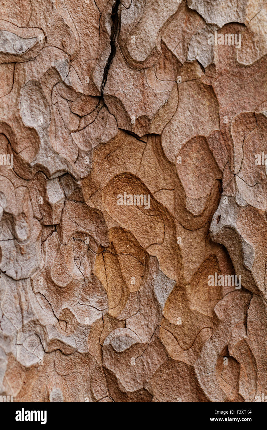 Crimean pine hi-res stock photography and images - Alamy