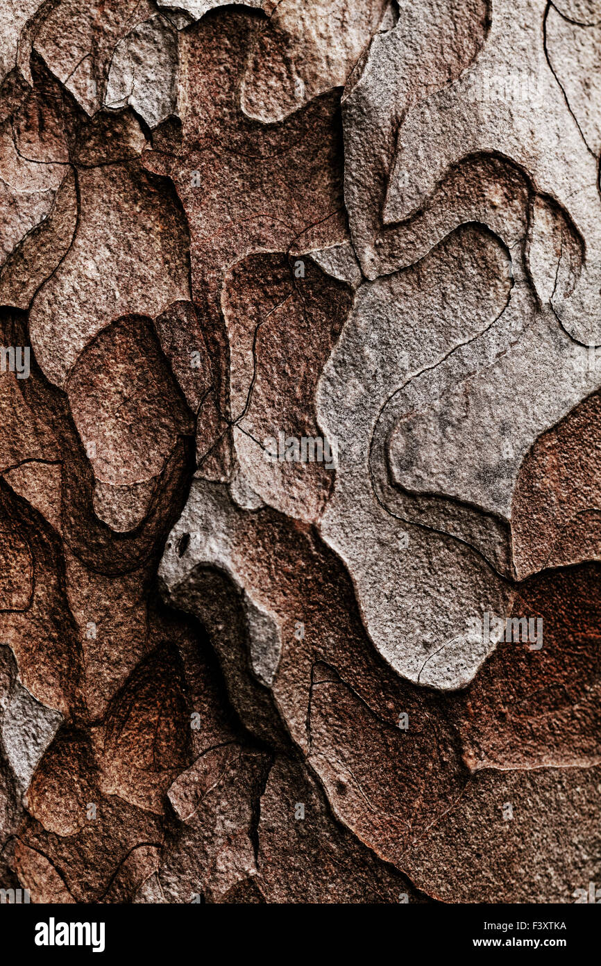 Wooden texture. Crimean pine tree Stock Photo - Alamy