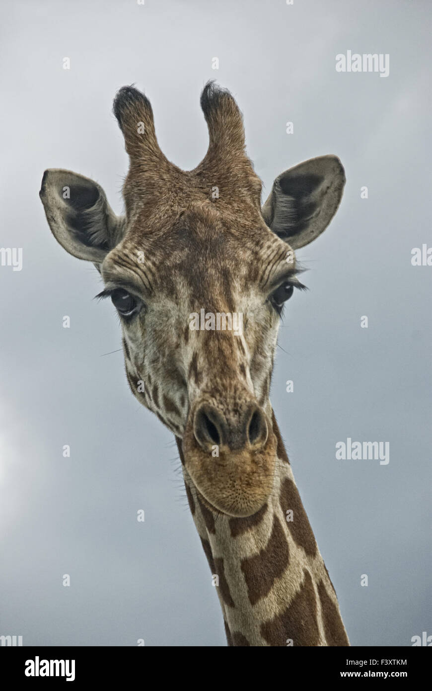 Giraffe eyes hi-res stock photography and images - Alamy