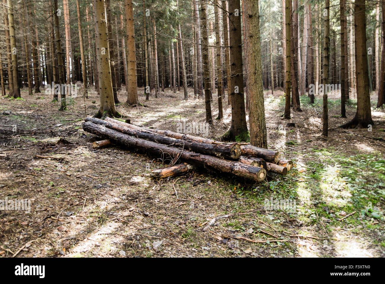 Forst work hi-res stock photography and images - Alamy