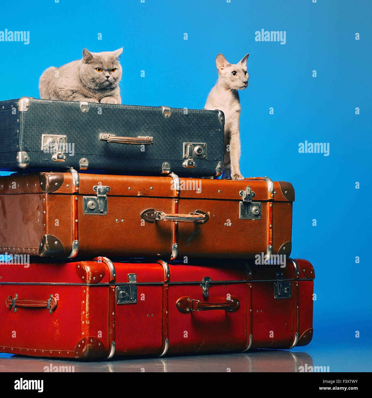 Two gray fluffy british cats hi-res stock photography and images - Alamy