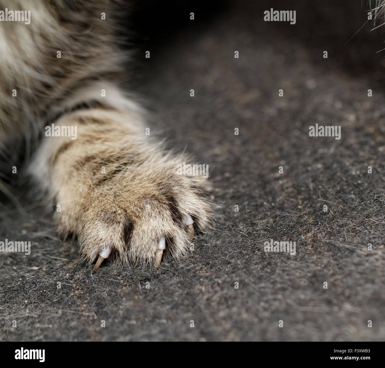 Cat feet hi-res stock photography and images - Alamy