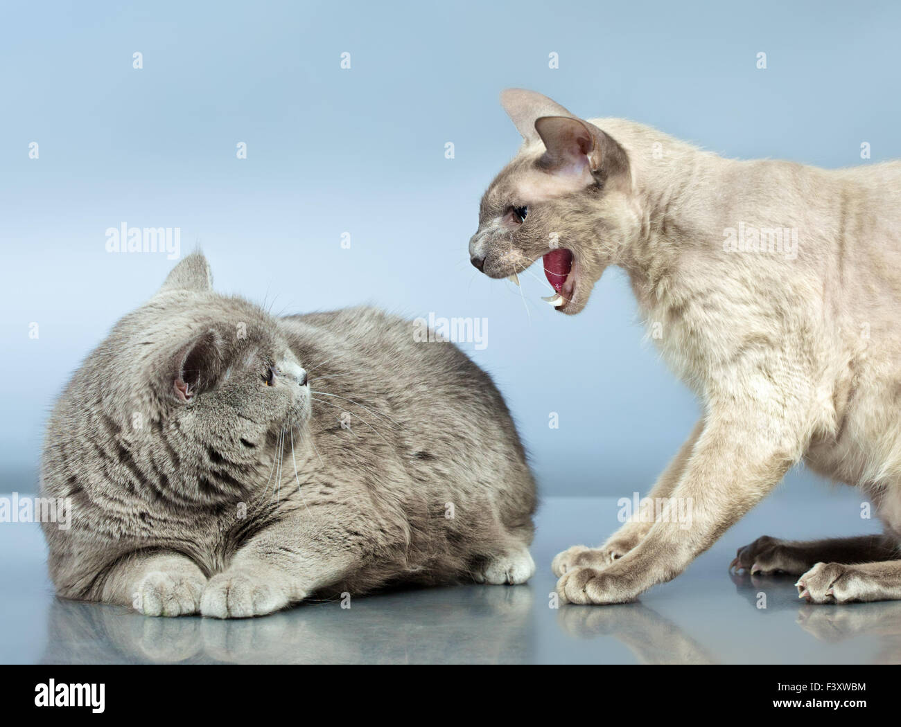 Cats hi-res stock photography and images - Alamy