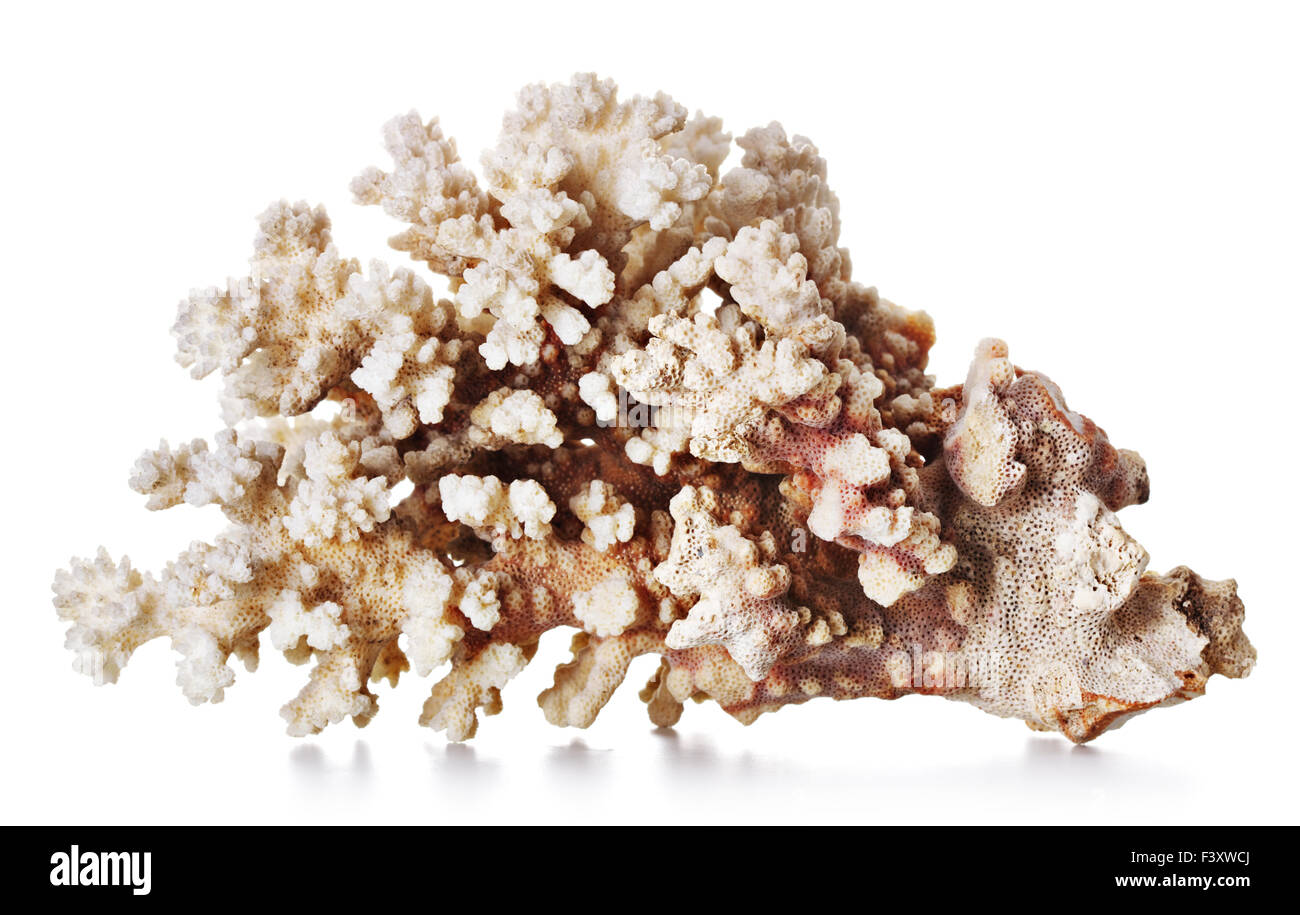 Coral reef beach Cut Out Stock Images & Pictures - Alamy