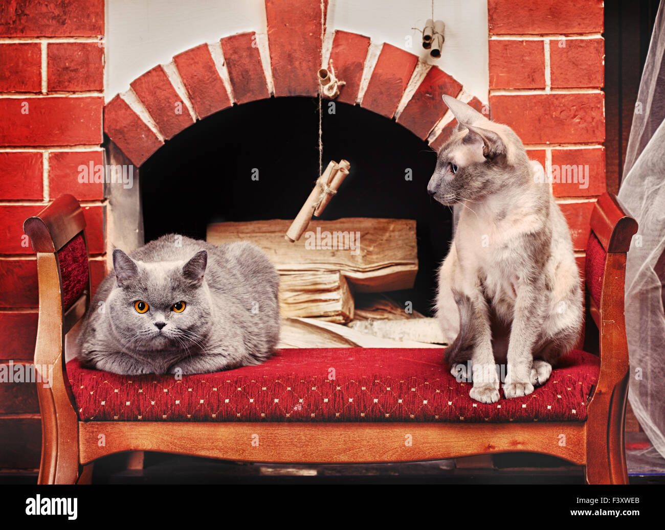 Cats shelf hi-res stock photography and images - Alamy