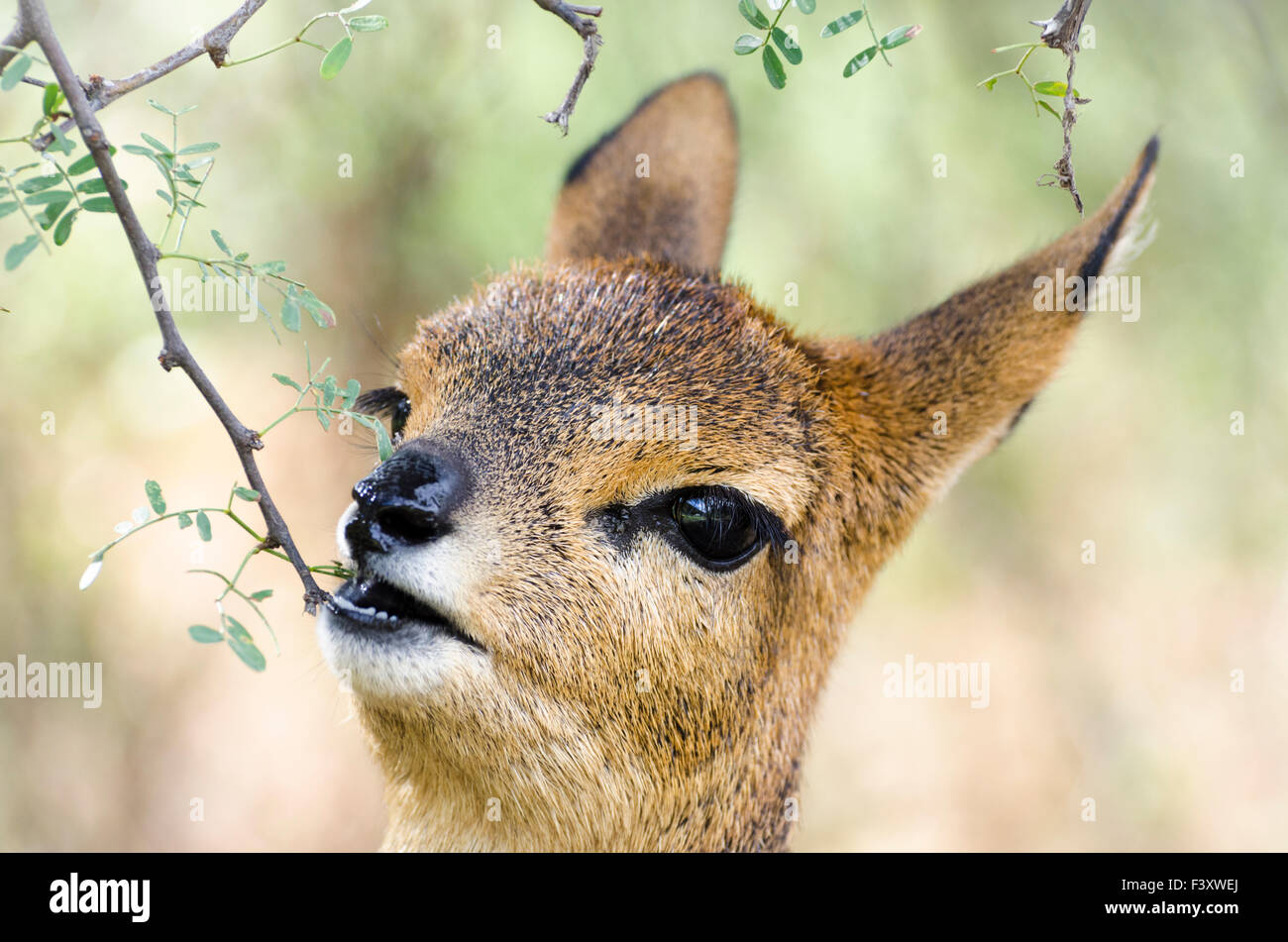 A young Klipspringer grazing in the Gamkaskloof, in the Swartberg ...