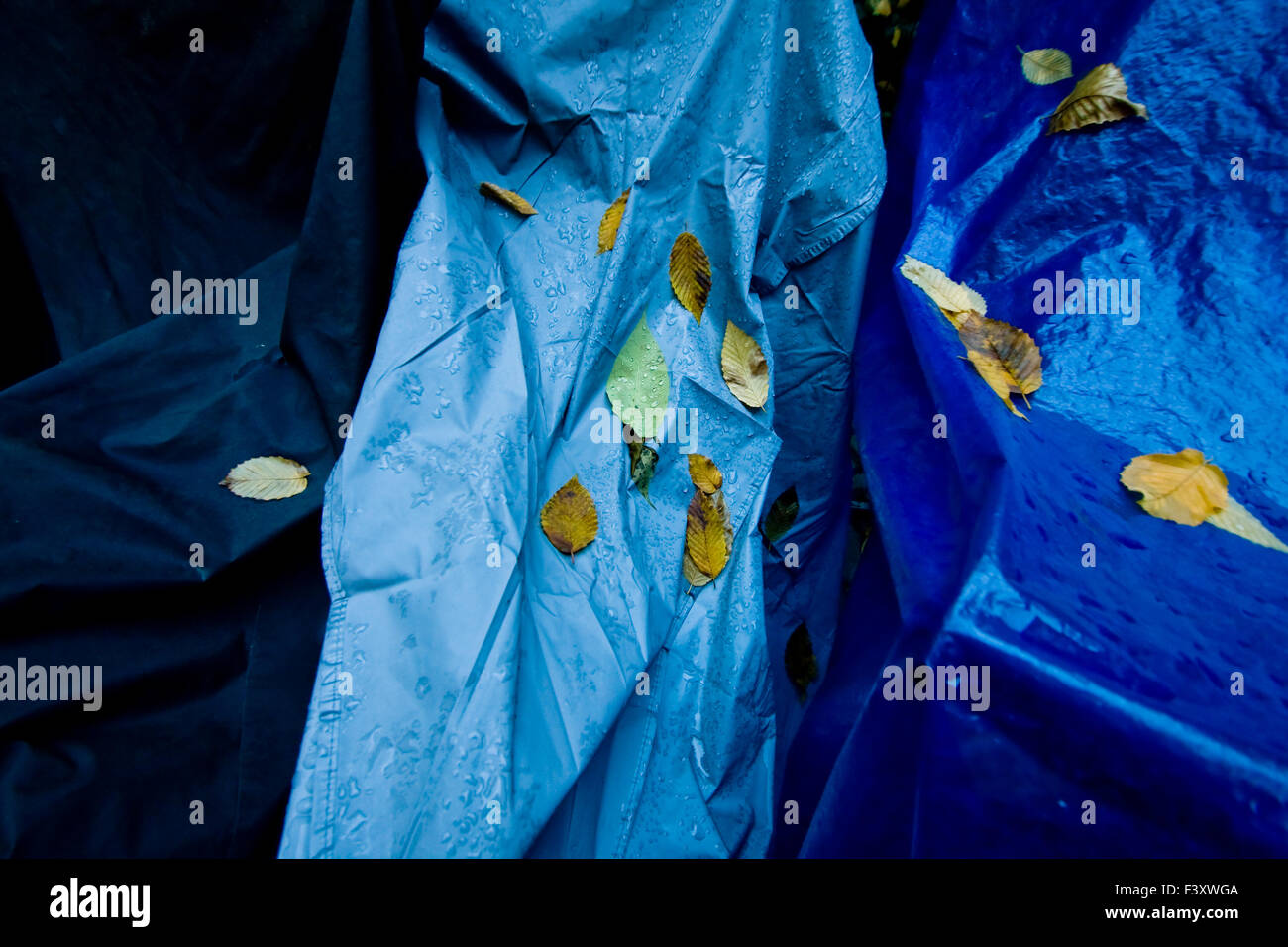 autumn, leaves, plain Stock Photo - Alamy