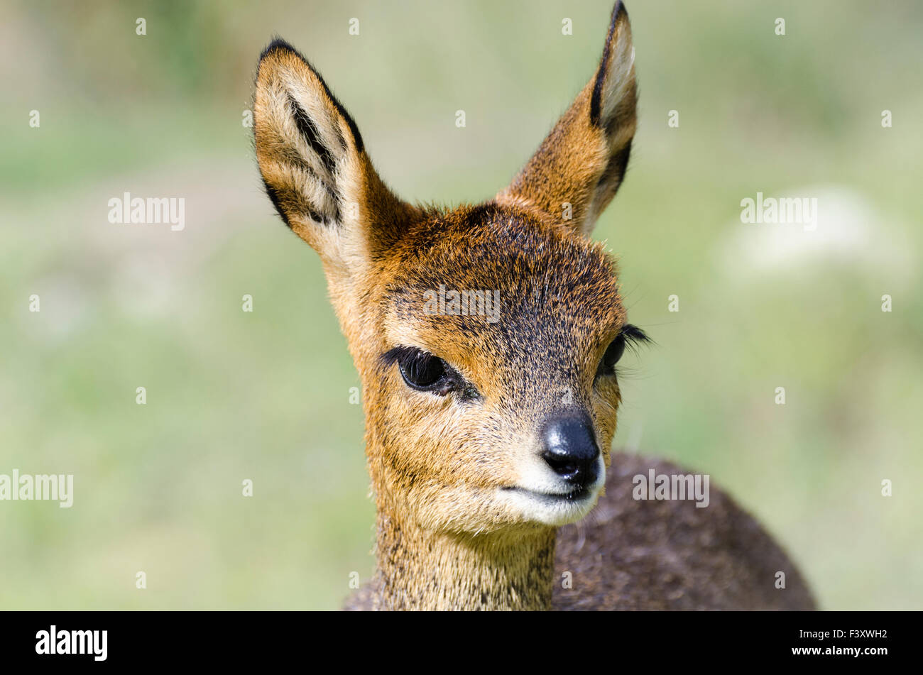 Klipspringer Face