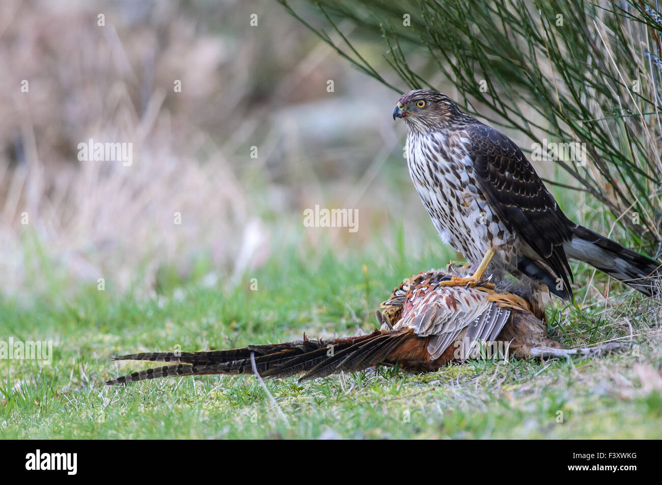 Cooper's Hawk (Accipiter cooperii) on male pheasant kill Stock Photo ...