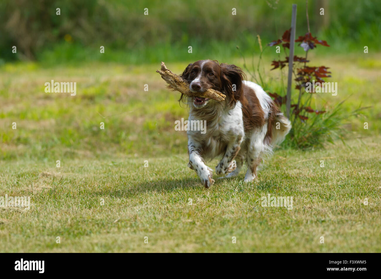Springer Spaniel running with a stick Stock Photo - Alamy