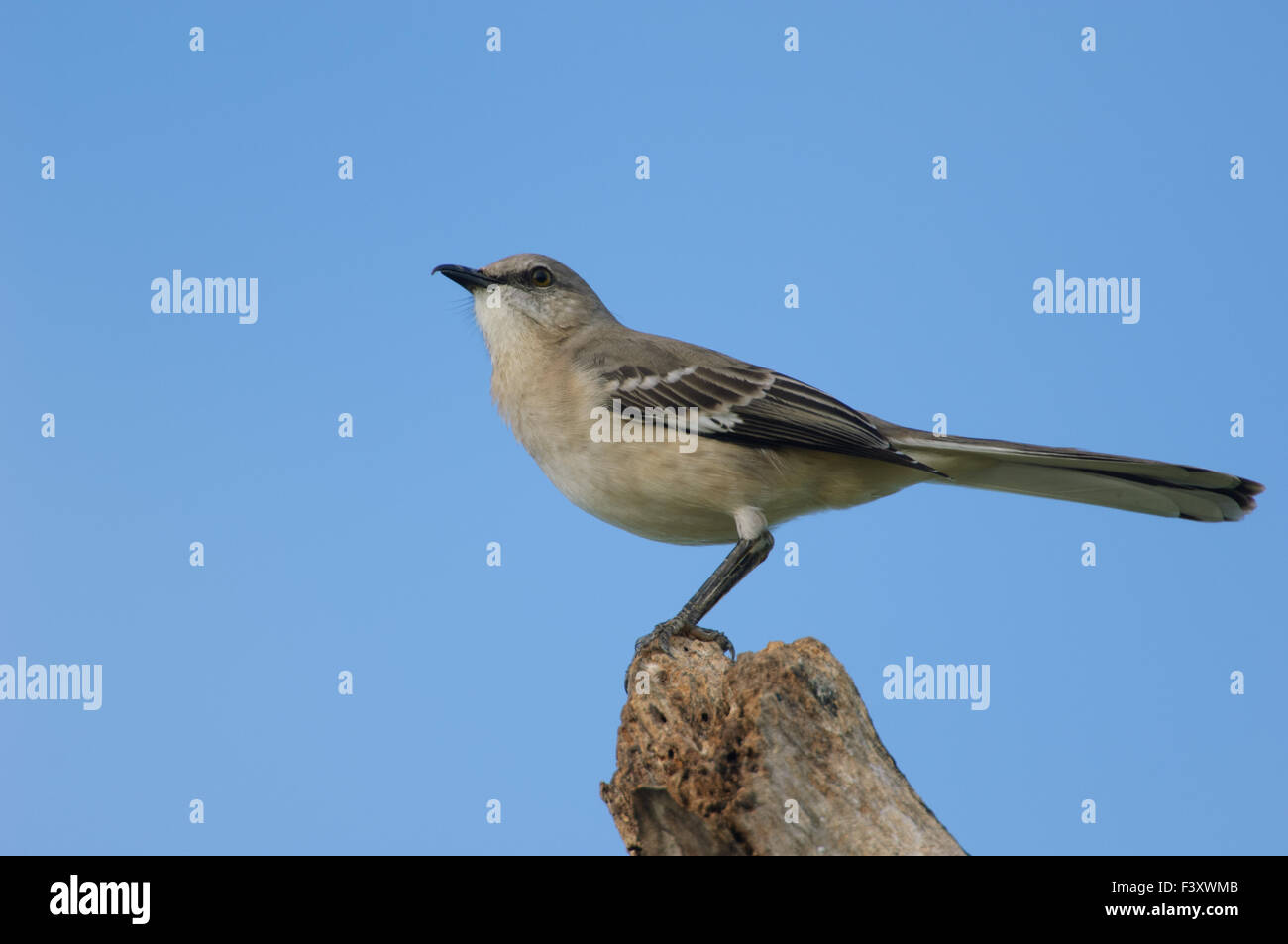 Arthur R. Marshall Loxahatchee National Wildlife Reserve, Wellington ...