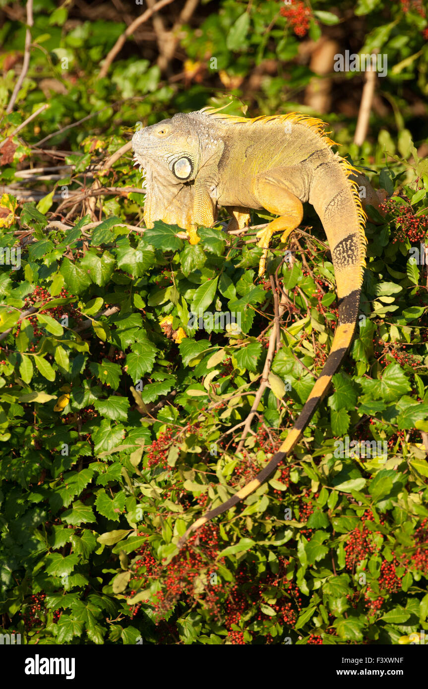 Green Iguana (Iguana iguana) in tree, Arthur C Marshall Wildlife ...