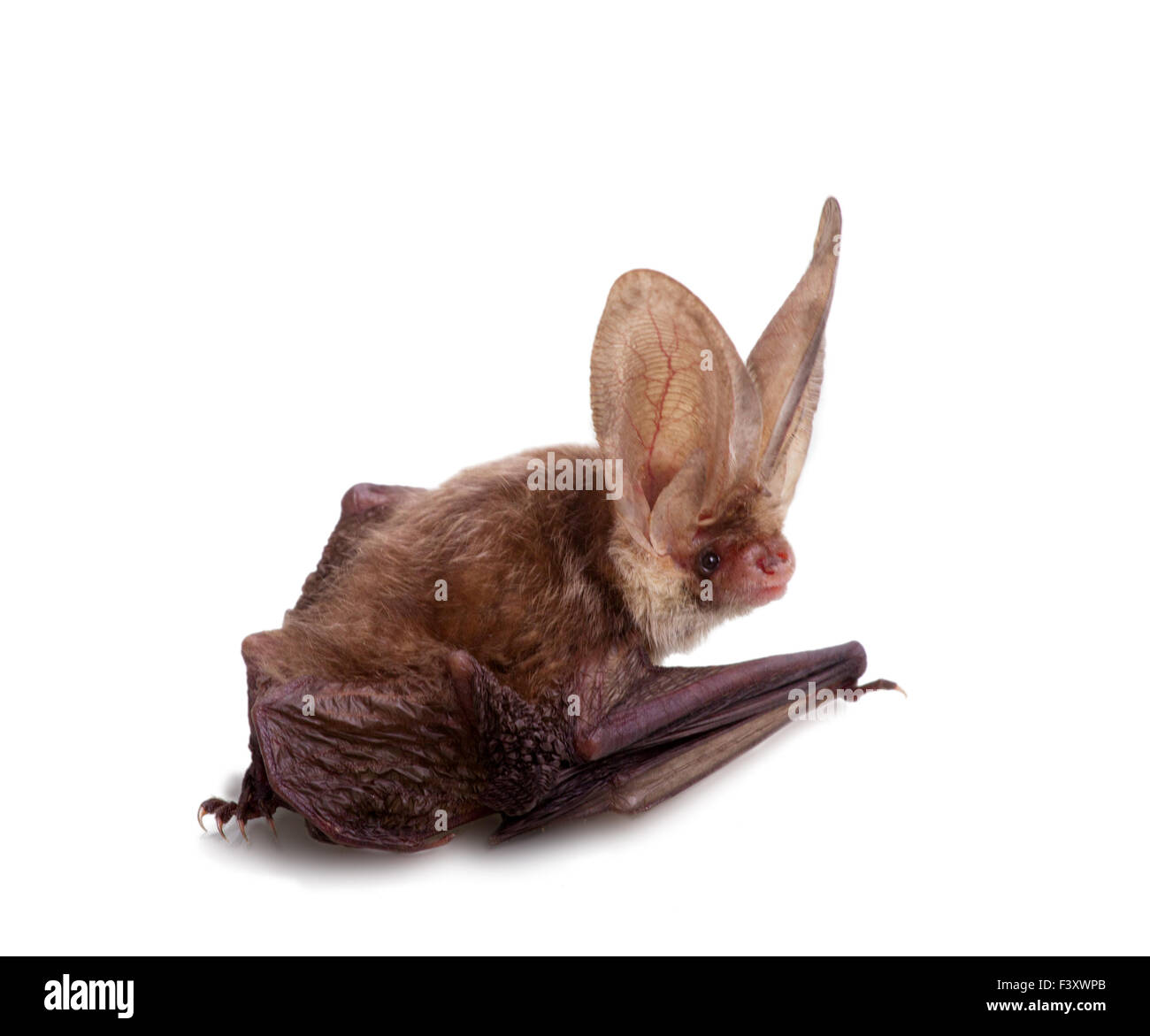 long-eared bat isolated on white Stock Photo - Alamy