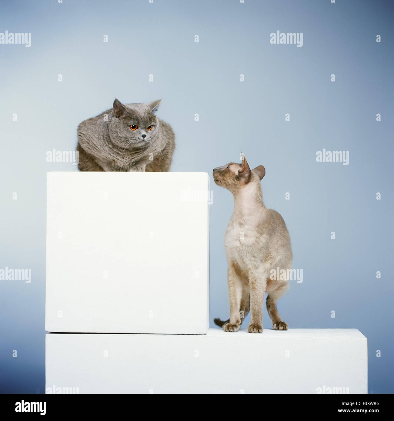 Portrait two cats hi-res stock photography and images - Alamy