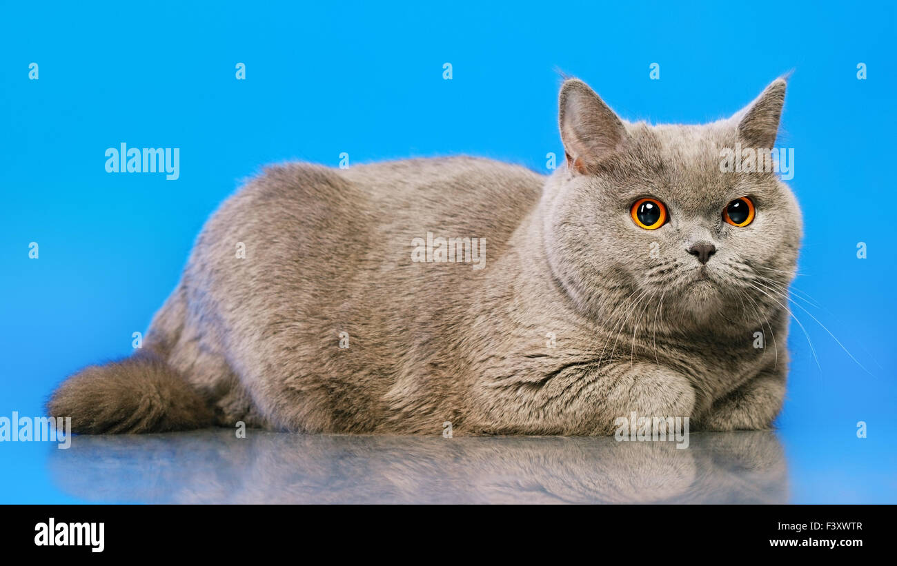 Angry british shorthair cat hi-res stock photography and images - Alamy