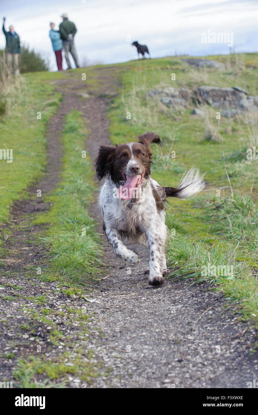 Springer Spaniel running down path Stock Photo - Alamy