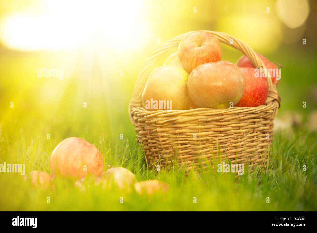 Basket with red apples in autumn Stock Photo - Alamy