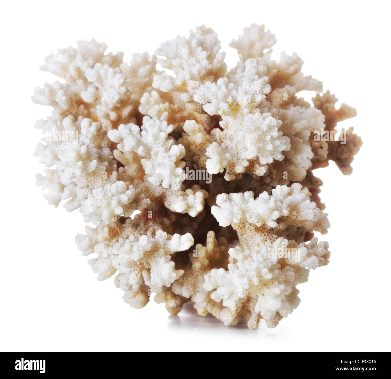 Coral reef beach Cut Out Stock Images & Pictures - Alamy