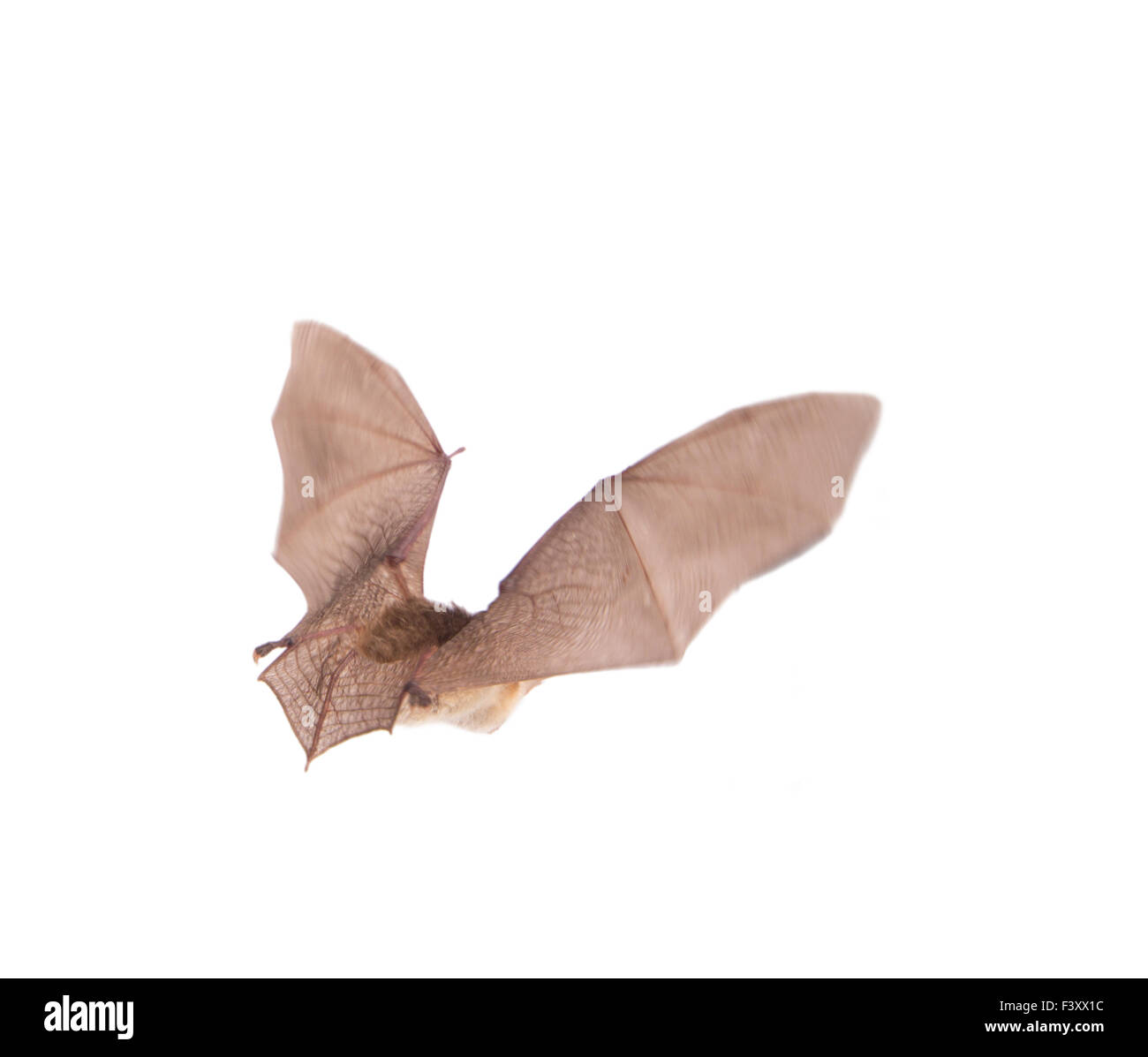 long-eared bat in flight isolated on white Stock Photo - Alamy