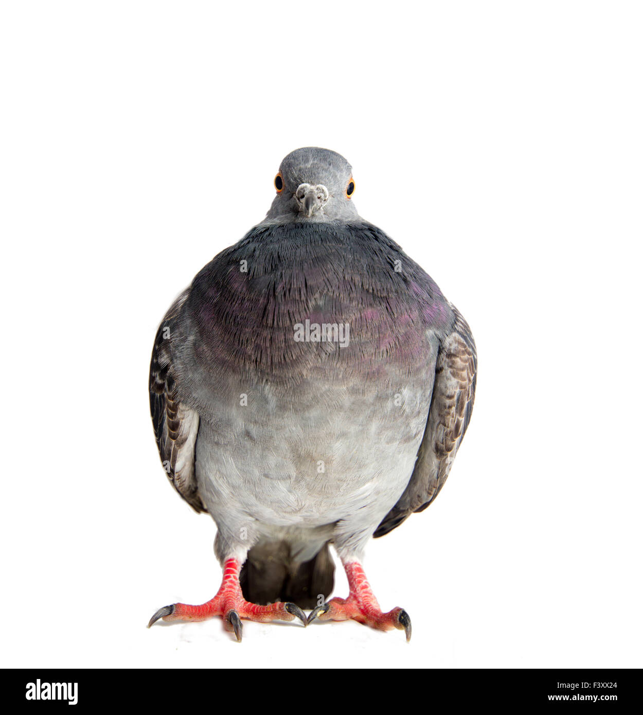 Dove white background hi-res stock photography and images - Alamy