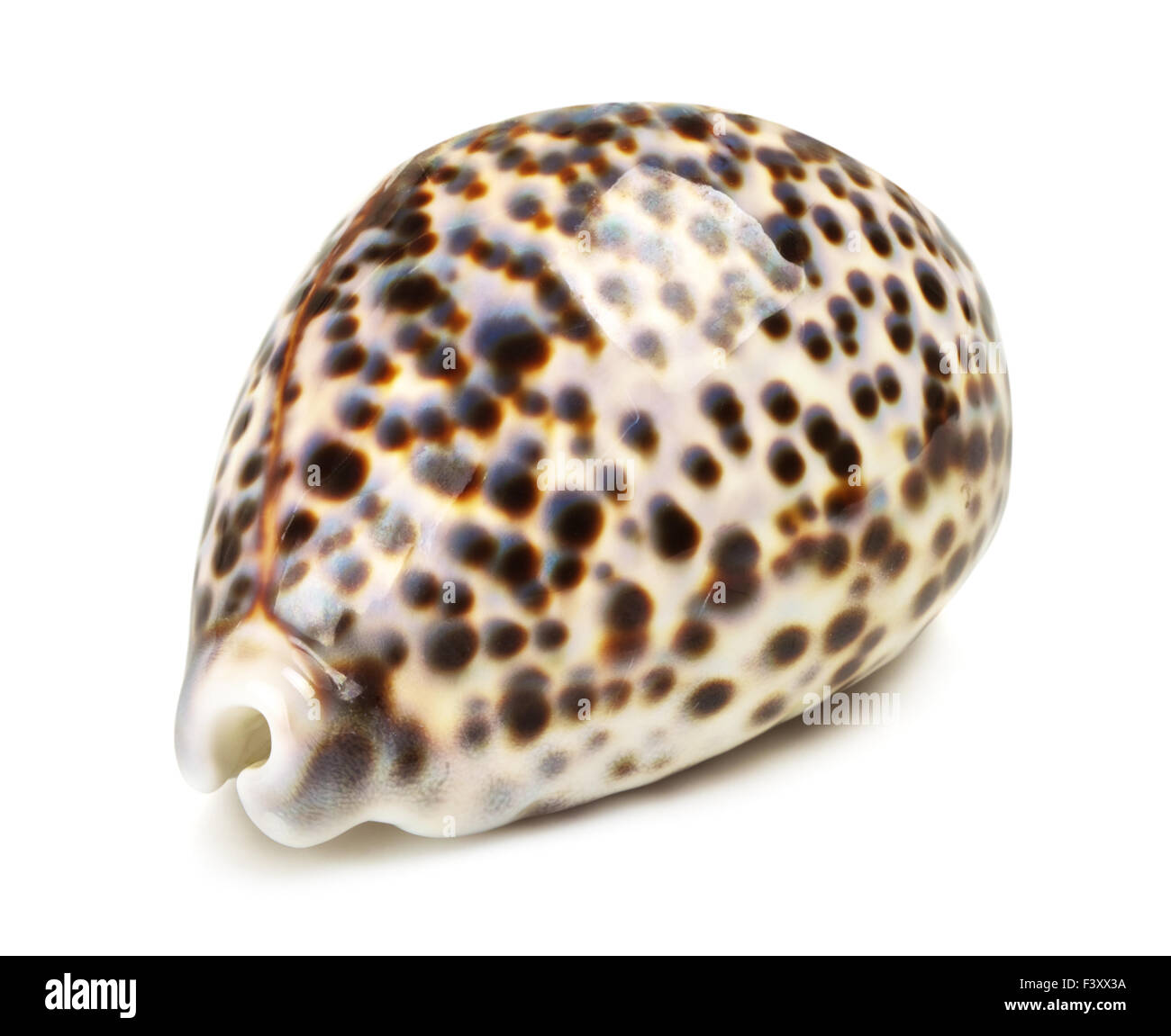Shiny shell hi-res stock photography and images - Alamy