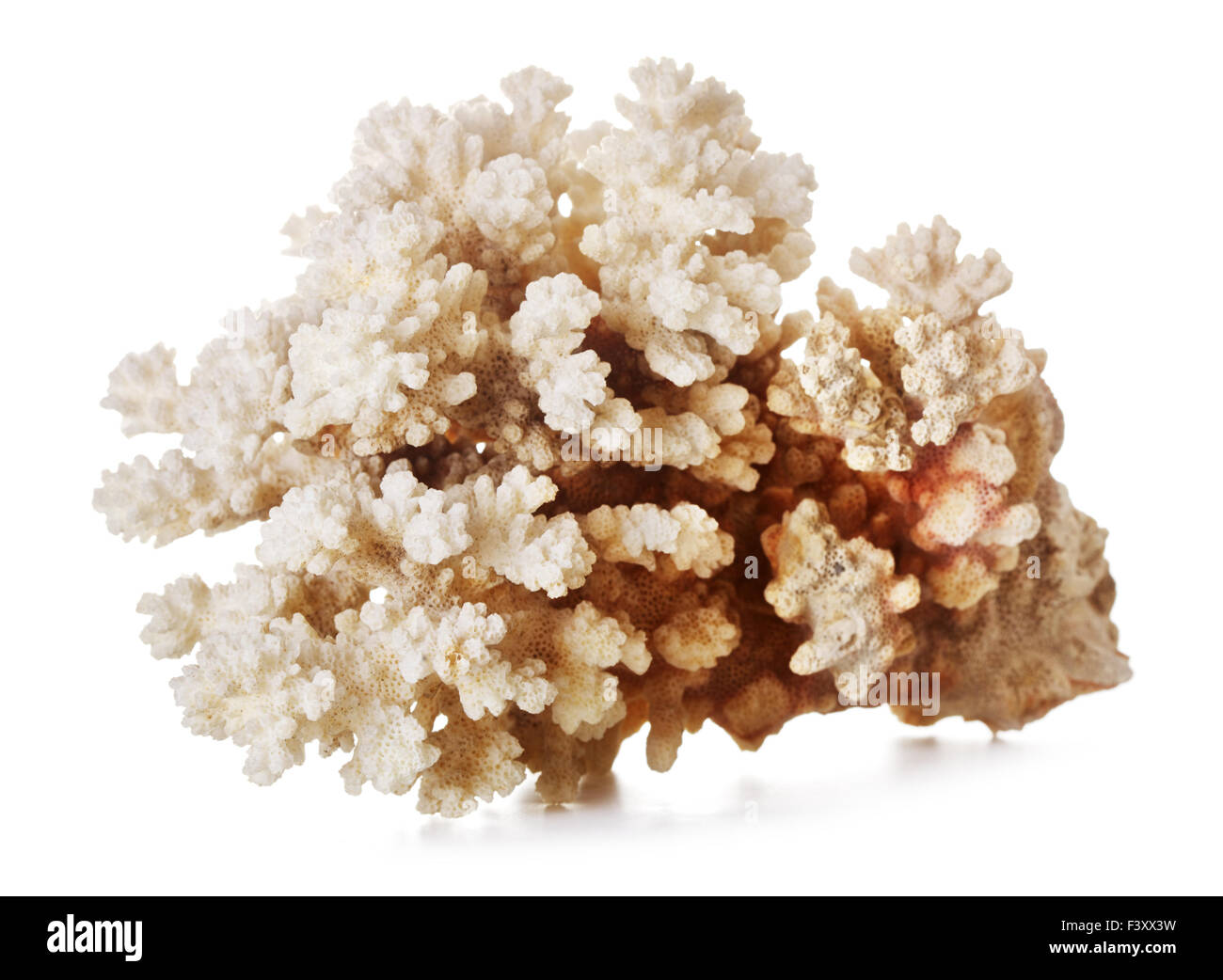 Ocean coral Cut Out Stock Images & Pictures - Alamy