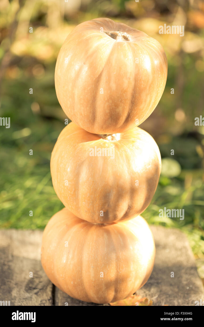 Pumpkin from garden on hi-res stock photography and images - Alamy
