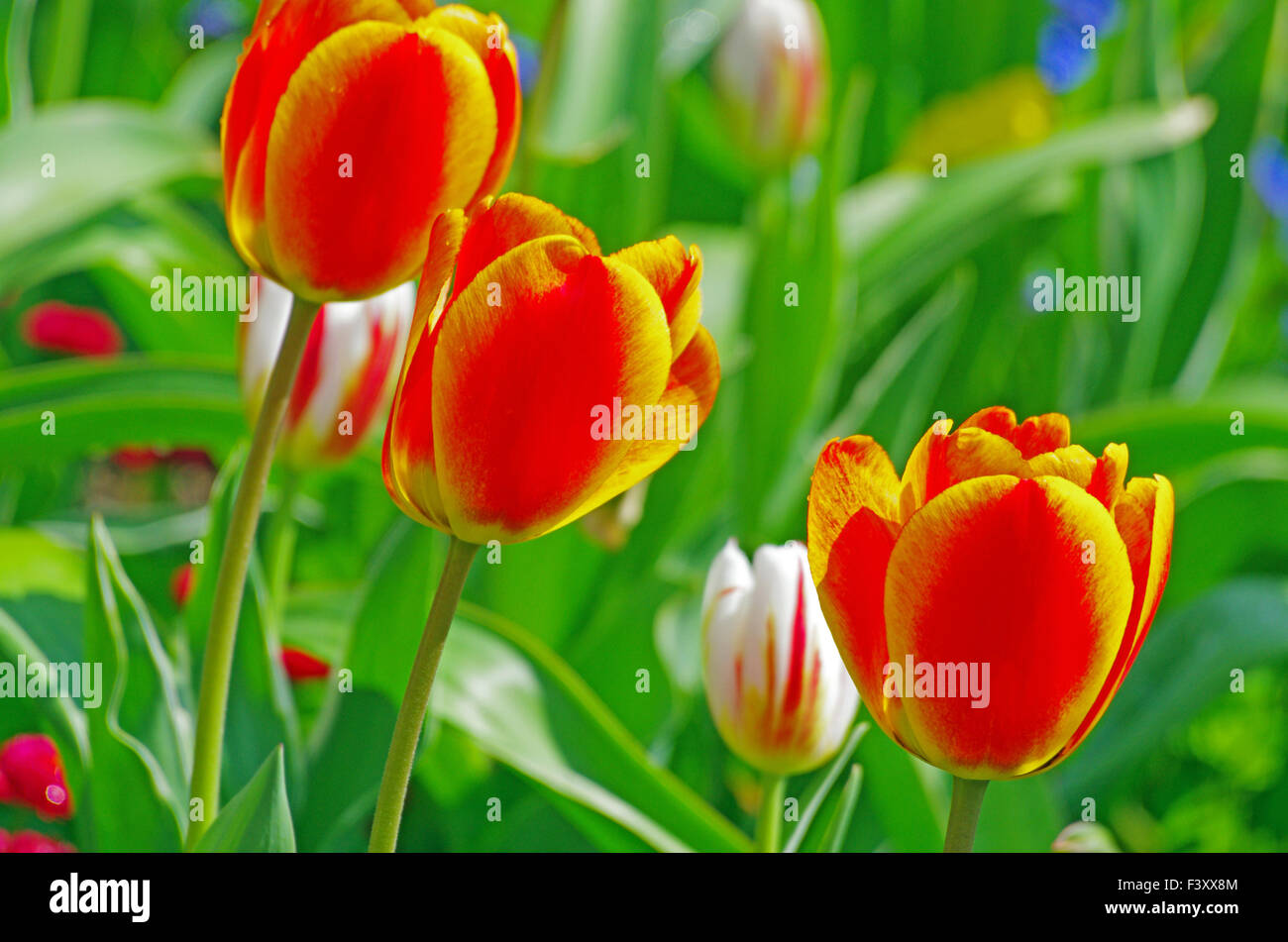 Tulip power hi-res stock photography and images - Alamy