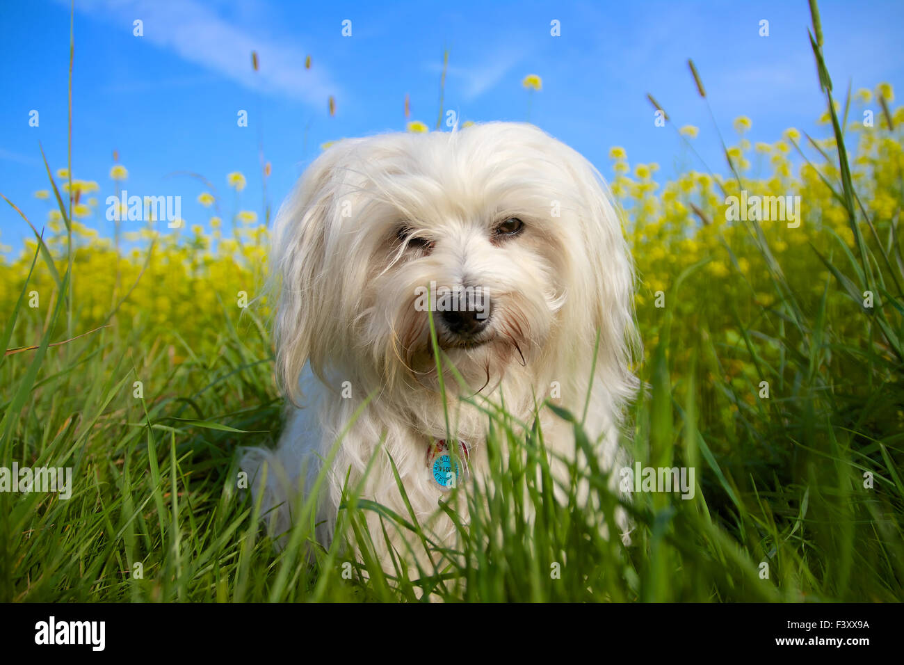 Good dog hi-res stock photography and images - Alamy