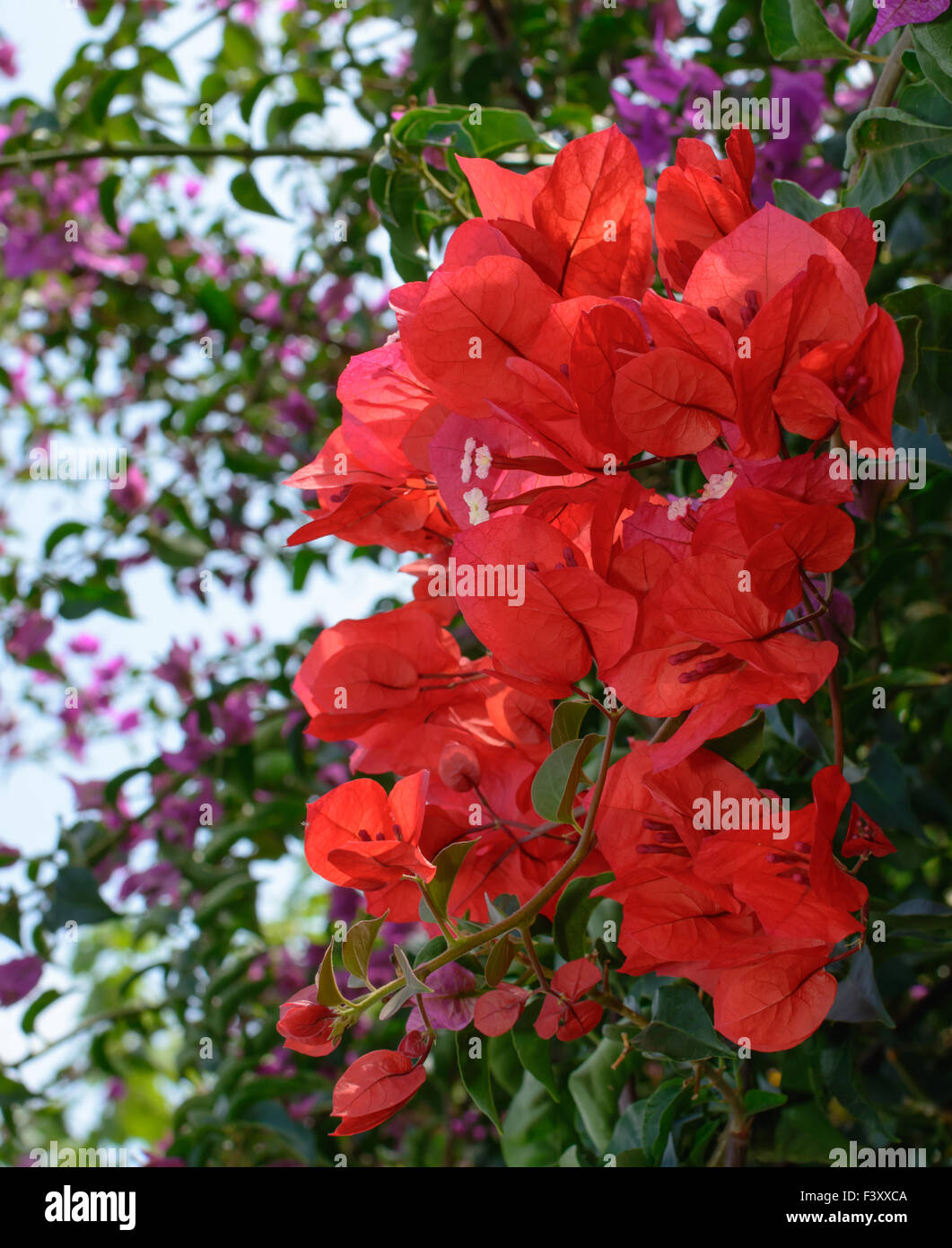 Bougainvillea red hi-res stock photography and images - Alamy